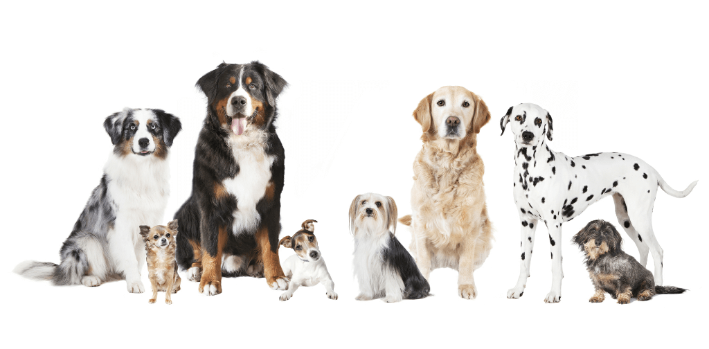 15 Heartwarming Reasons to Adopt a Shelter Pet