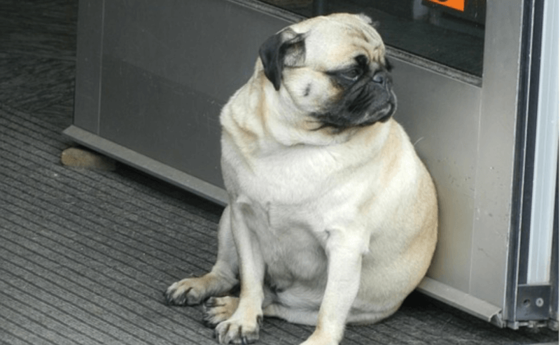 5 Tips for Preventing Obesity in Your Dog