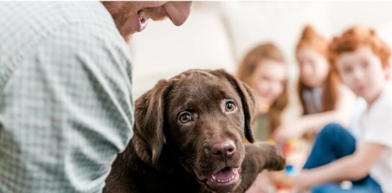 15 Reasons to Be Thankful for Your Dog - Canine Campus Dog Daycare ...