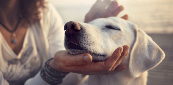 Why You Should Consider Donating to Animal Charities - Canine Campus ...