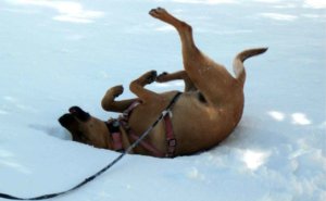 7 Indispensable Tips for Hiking with Your Dog in Winter - Canine Campus ...