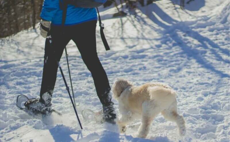 7 Indispensable Tips for Hiking with Your Dog in Winter - Canine Campus ...