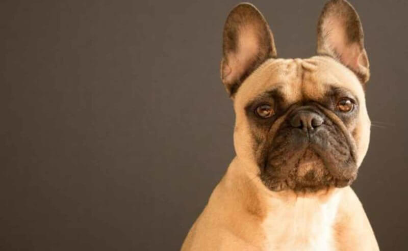 Should You Get Your Dog Microchipped? - Canine Campus Dog Daycare ...