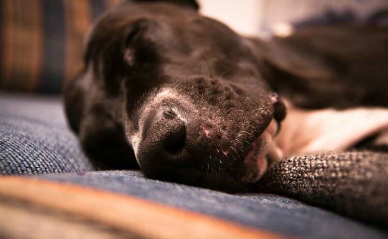 5 Top Dog Toxins: How to Prevent Dog Poisoning - Canine Campus Dog ...
