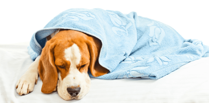 Everything You Need to Know About Canine Hernias - Canine Campus Dog ...