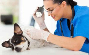 What Every Dog Owner Should Know About Skin Lumps and Bumps in Dogs - Canine Campus Dog Daycare ...