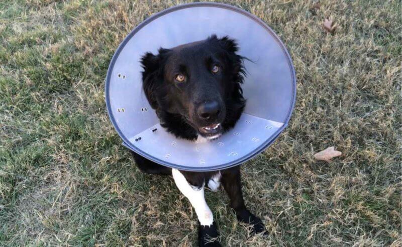 What Every Dog Owner Should Know About Skin Lumps and Bumps in Dogs - Canine Campus Dog Daycare ...