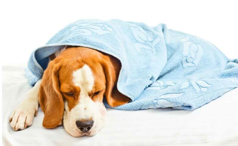 Top 10 Reasons Your Dog May Be Sick and What to Do About It - Canine ...