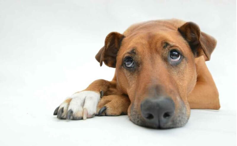 What You Need to Know About Pain Medication for Dogs - Canine Campus ...