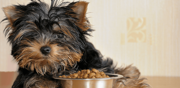 What to Do If Your Dog is a Picky Eater - Canine Campus Dog Daycare ...