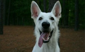 Signs, Causes and Treatments for Canine Papillomas (Warts) - Canine ...