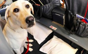 Everything You Need to Know About Flying with Your Dog - Canine Campus ...
