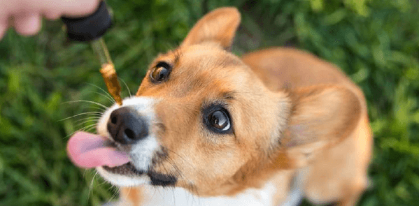 Everything You Need to Know About Cannabis Oil for Dogs - Canine Campus ...