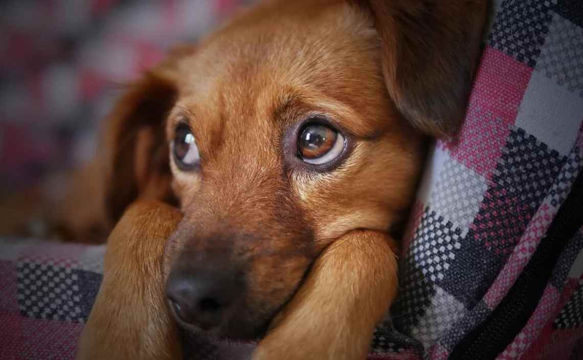 How Long Can You Leave Your Dog Alone Canine Campus Dog Daycare