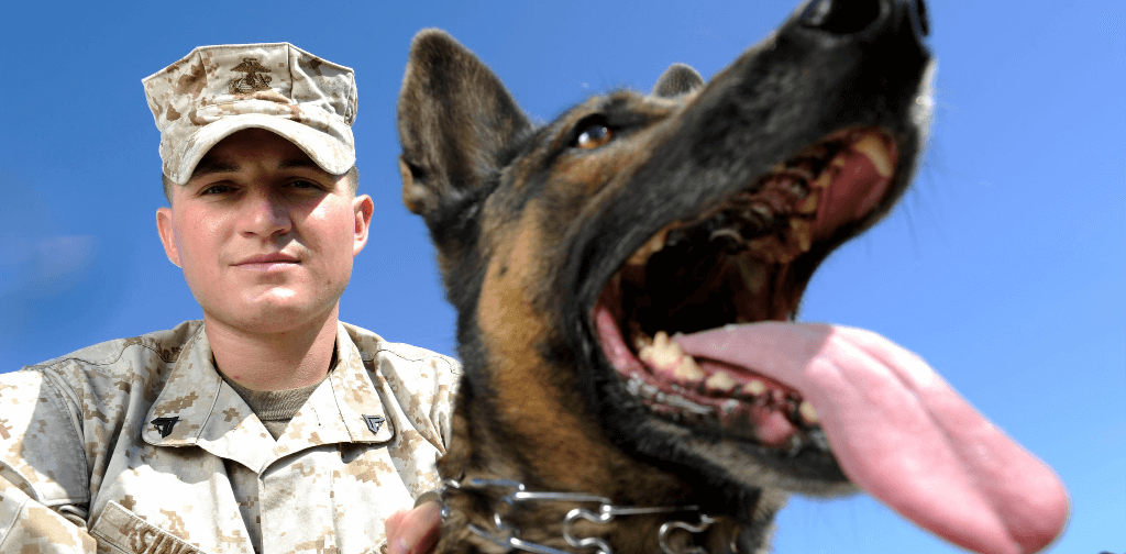 Honoring America’s Military Dogs - Canine Campus Dog Daycare & Boarding