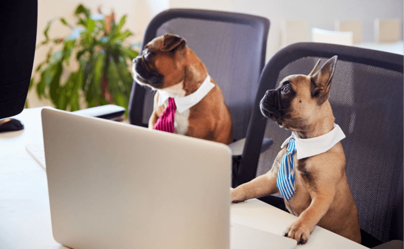 9 Ways to Help Small Business Owners Including Canine Campus Customers ...