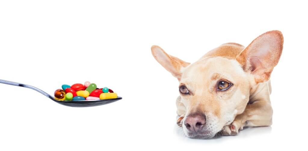 10 Tips to Get Your Dog to Take Medicine - Canine Campus Dog Daycare ...