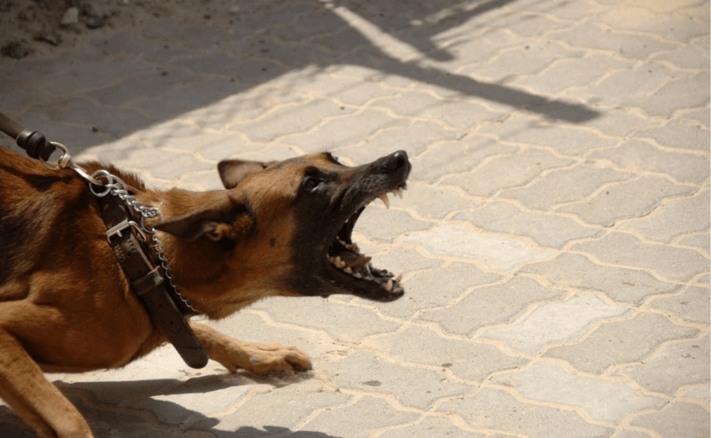 Why Dogs Are Aggressive and How to Stop It - Canine Campus Dog Daycare ...