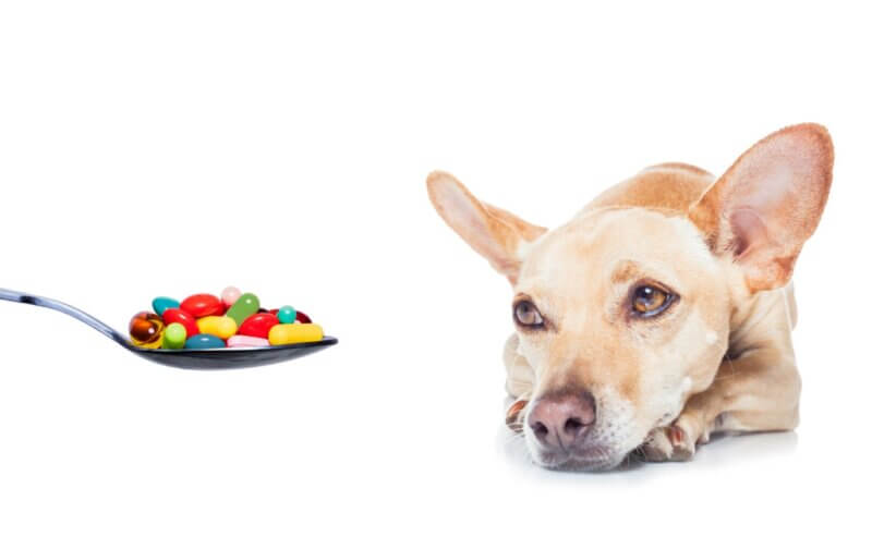 10 Tips to Get Your Dog to Take Medicine - Canine Campus Dog Daycare ...