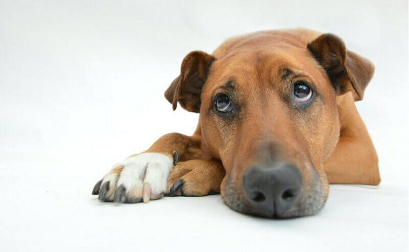 What Every Dog Owner Should Know About Anaphylaxis in Dogs - Canine ...