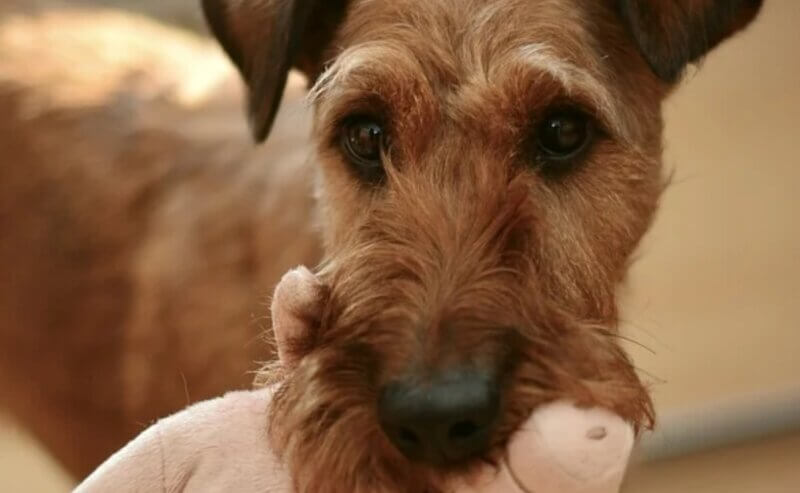 25 Endearing Ways Dogs Show Affection - Canine Campus Dog Daycare ...