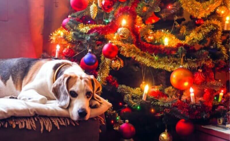 11 Best Dog-Themed Christmas Decorating Ideas - Canine Campus Dog ...