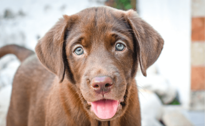 How Many Chromosomes Do Dogs Have and What They Mean - Canine Campus ...