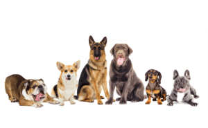 How Many Chromosomes Do Dogs Have and What They Mean - Canine Campus ...