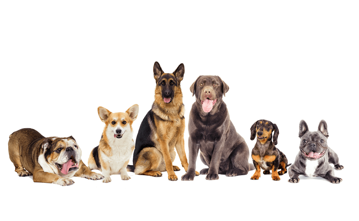 How Many Chromosomes Do Dogs Have And What They Mean Canine Campus How Many Chromosomes Do Dogs Have And What They Mean Canine Campus