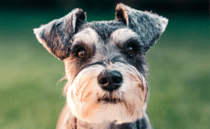How Many Chromosomes Do Dogs Have and What They Mean - Canine Campus ...