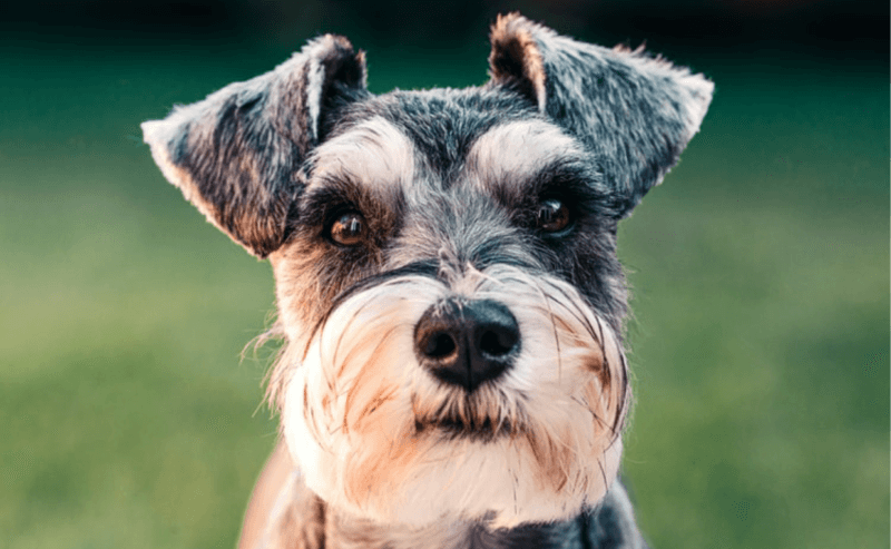 How Many Chromosomes Do Dogs Have and What They Mean - Canine Campus ...
