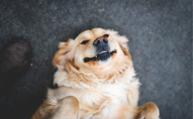 Do Dogs Smile? What’s Really Behind That Adorable Smile? - Canine ...