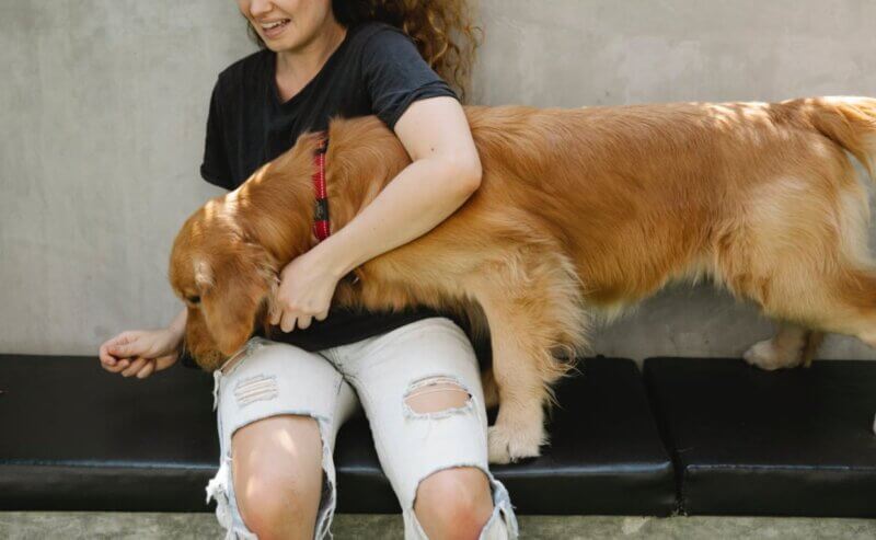 Teach Your Dog to Take Treats Gently - Canine Campus Dog Daycare & Boarding