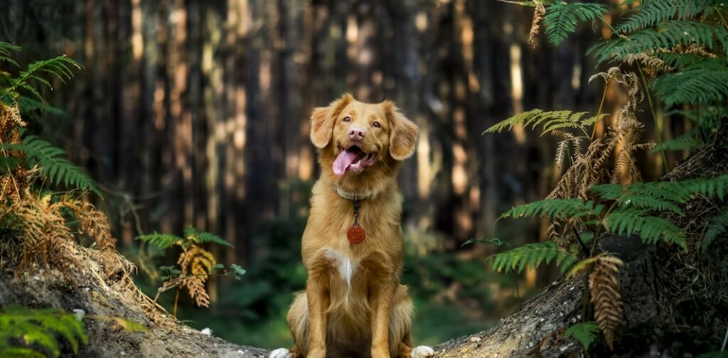 8 Eco-Friendly Tips for Dog Owners - Canine Campus Dog Daycare & Boarding