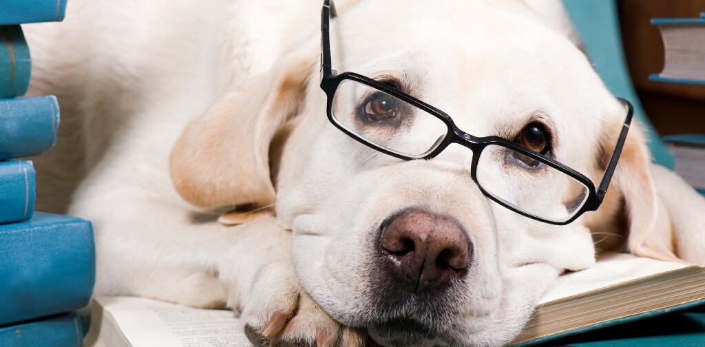 15 Ways to Enhance Your Dog’s Learning Ability - Canine Campus Dog ...