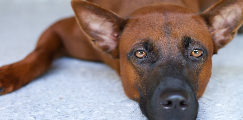 How to Help Your Dog Recover from Illness or Surgery - Canine Campus ...