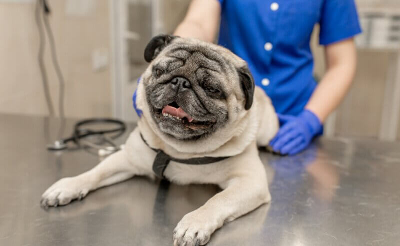 What is Distemper in Dogs and How Is It Treated? - Canine Campus Dog ...