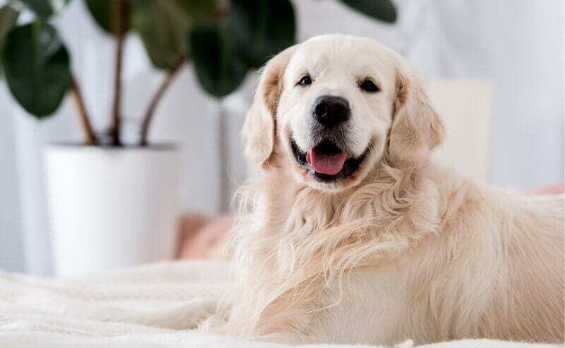 14 Things Dogs Love Most of All - Canine Campus Dog Daycare & Boarding