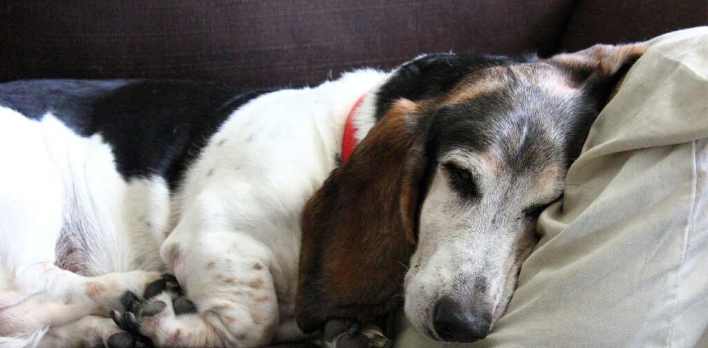 How to Recognize and Manage Cognitive Dysfunction in Aging Dogs ...
