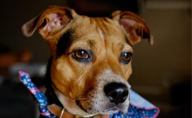 10 Most Common Health Concerns in Small Breed Dogs - Canine Campus Dog ...