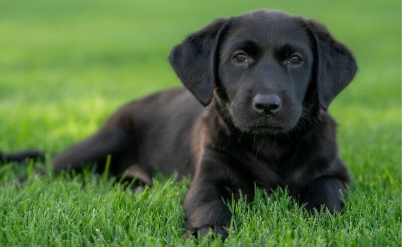 Exercise-Induced Collapse in Dogs - Canine Campus Dog Daycare & Boarding