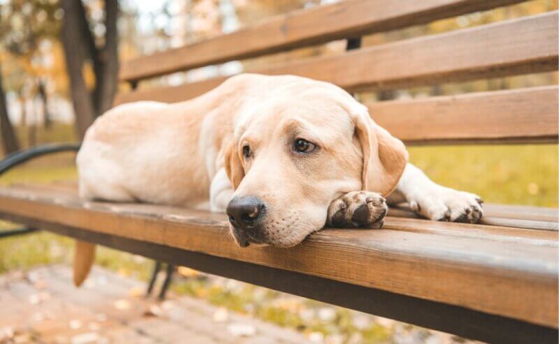 Exercise-Induced Collapse in Dogs - Canine Campus Dog Daycare & Boarding