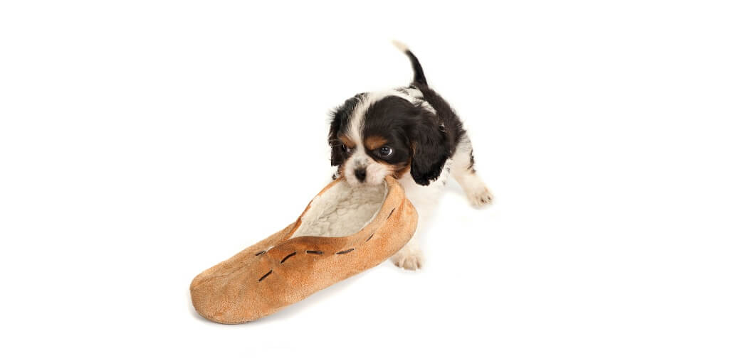 How to Teach Your Dog Not to Steal - Canine Campus Dog Daycare & Boarding