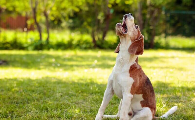 9 Reasons Why Dogs Howl - Canine Campus Dog Daycare & Boarding