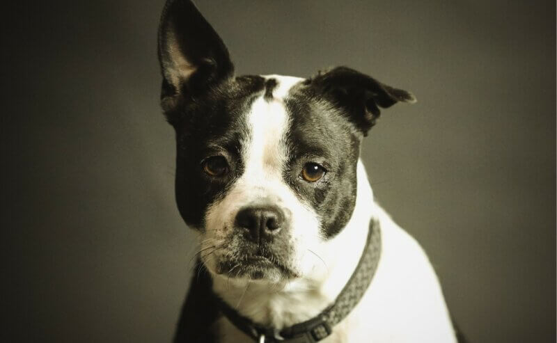 What You Need to Know About Inflammation in Dogs - Canine Campus Dog ...