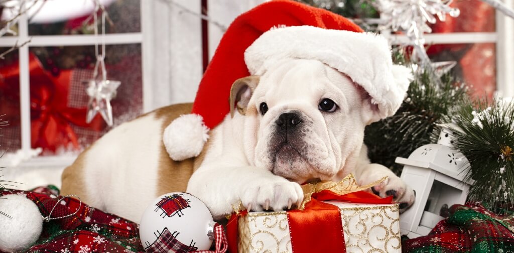 How to Prepare for a Professional Dog Photo Shoot - Canine Campus Dog ...