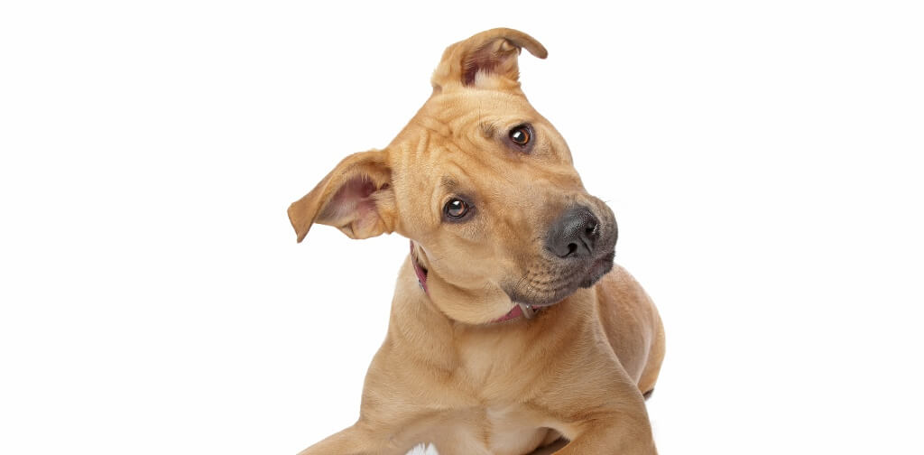 22 Odd Dog Behaviors and Want They Truly Mean - Canine Campus Dog ...