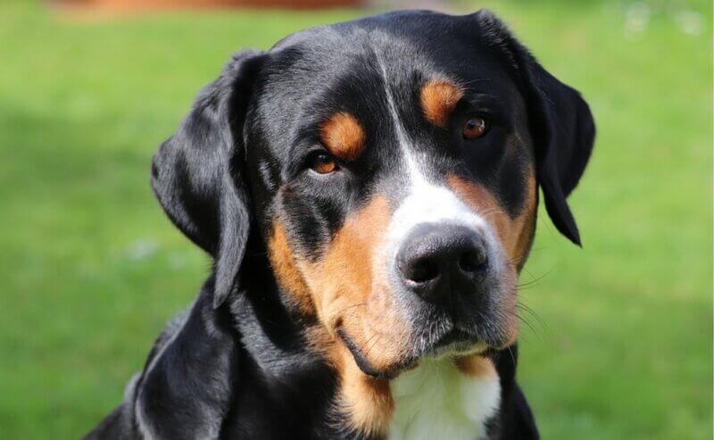 How to Prepare for a Professional Dog Photo Shoot - Canine Campus Dog ...