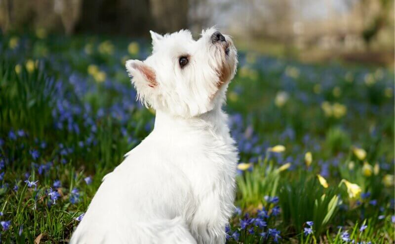 How to Prepare for a Professional Dog Photo Shoot - Canine Campus Dog ...