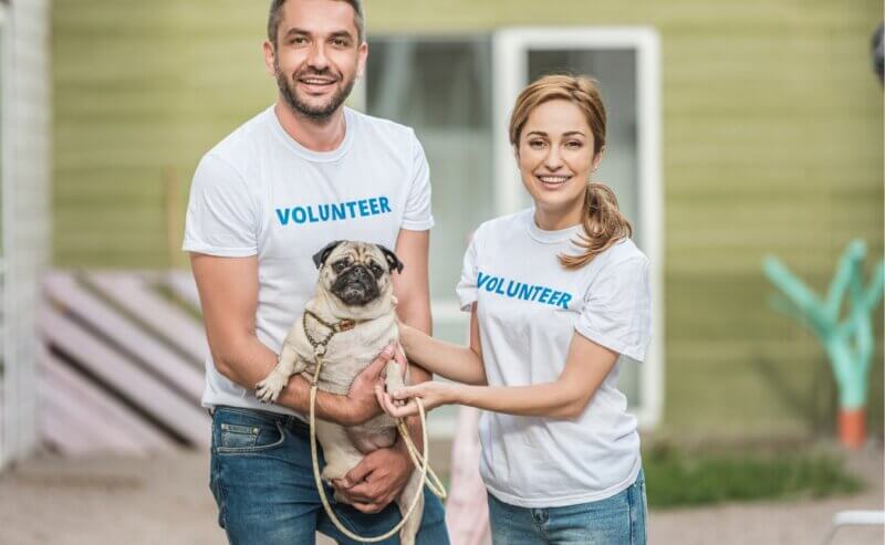 8 Ways to Help Dogs in Need This Holiday Season - Canine Campus Dog ...